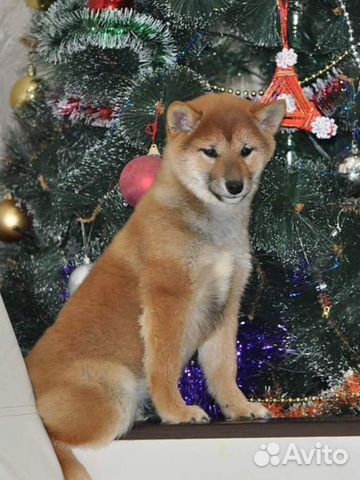 Щенки сиба (шиба)