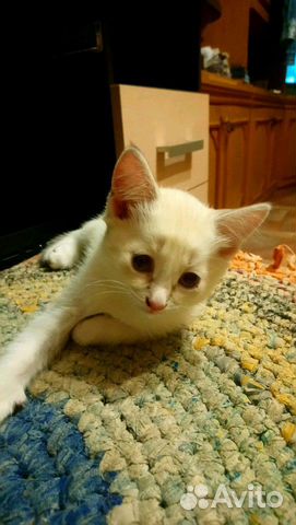 Кошка