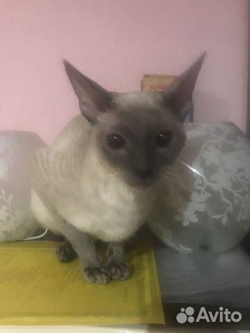Корниш-рекс
