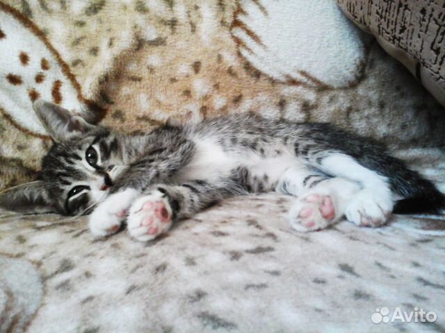 Котик 1.5 мес