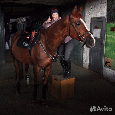 Тракененский мерин