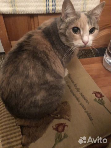 Кошка Пуся ищет дом