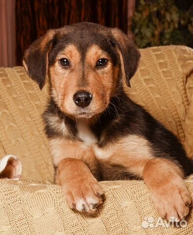 Сладкий мальчик по имени Кекс щенок в добрые руки