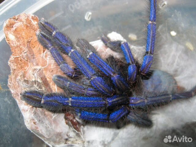 Lampropelma violaceopes (Cyriopagopus sp. Blue)