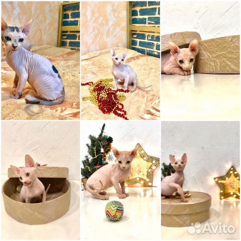 Канадский сфинкс