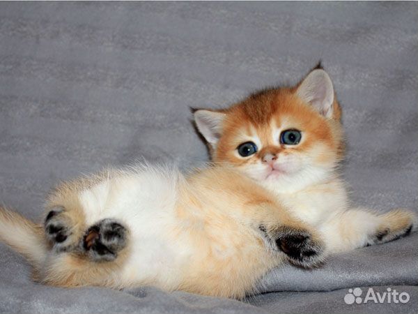 Дориан - золотая шиншилла котик