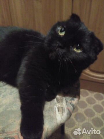 Невеста ждёт кота