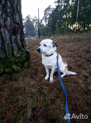 Ищет дом мелкий песик Патрик