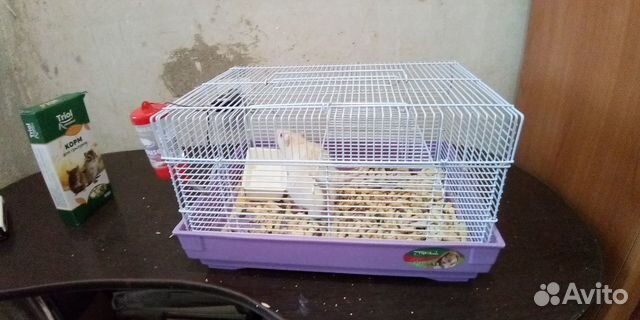 Крыс белый с клеткой