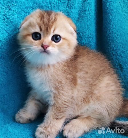 Золотые вислоухие котята