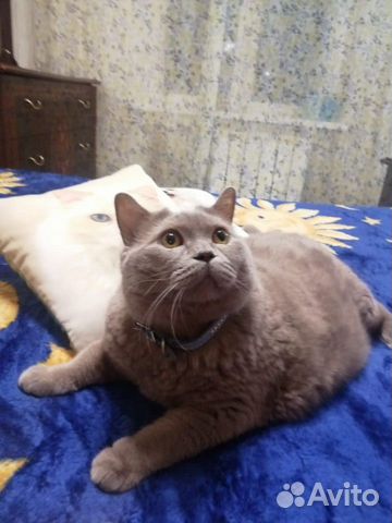 Антошка
