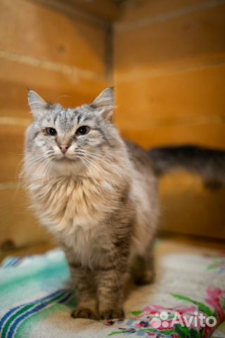 Любвеобильный кот Кука