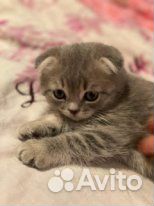 Прелестный котенок