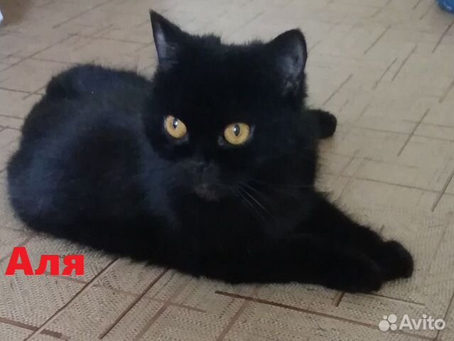 Кошка Аля британка ищет дом