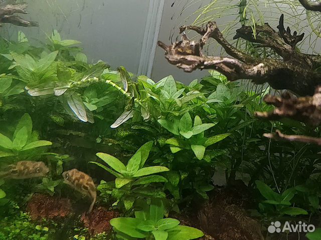 Тетрадон карликовый обмен/даром