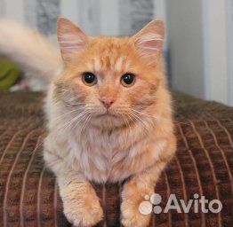 Кот ищет дом