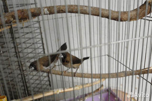 Амадины японские