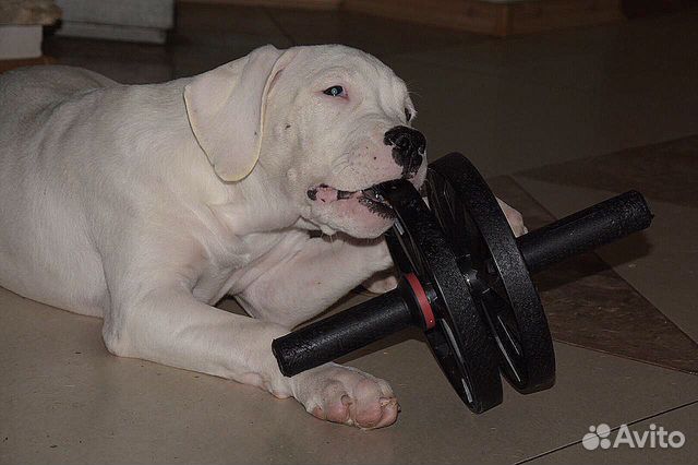 Аргентинский дог