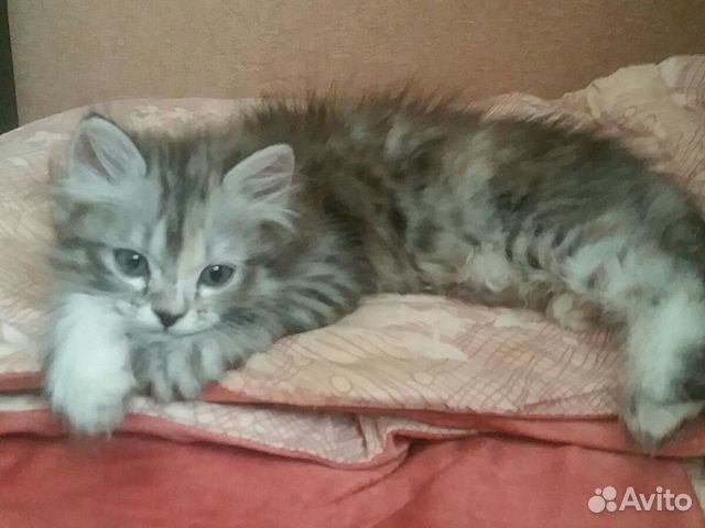 Отдам пушистую сибирскую кошечку