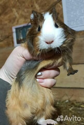 Розеточные морские свинки. Девочка и мальчик. Ласк