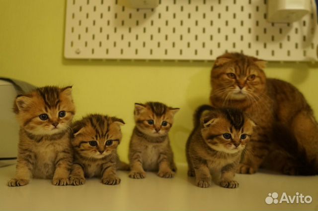 Шотландские котята