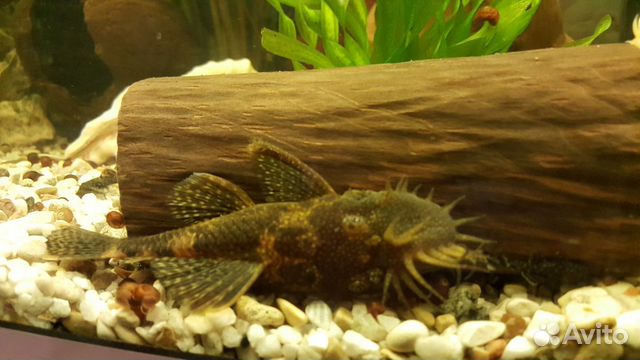 Сомик Анциструс взрослый самец