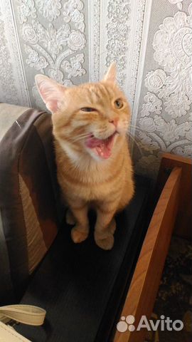 Рыжик ищет добрых хозяев