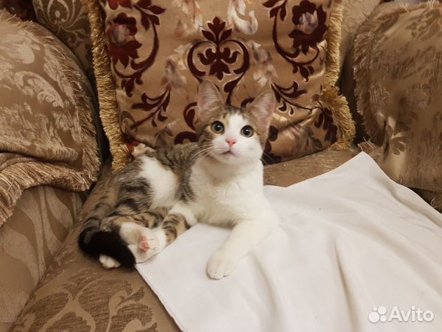 Котенок ищет дом