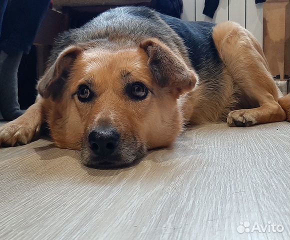 Лара Крофт "Расхитительница гробниц" ищет дом