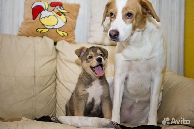 Чудесная малышка ищет дом