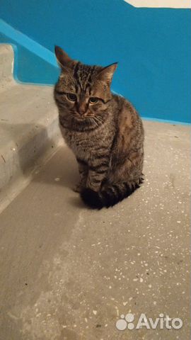 Отдам молодого котика в добрые руки