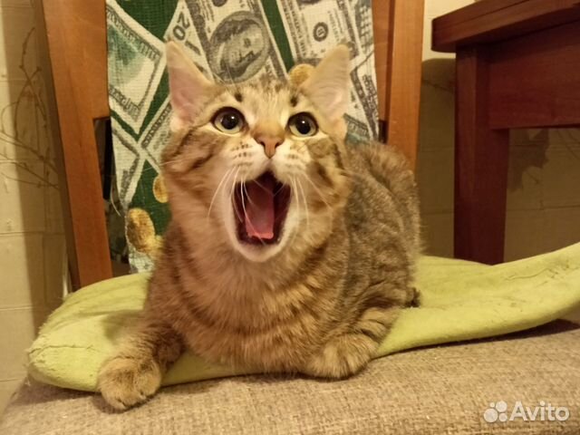 Чудесные котята-подростки в добрые руки