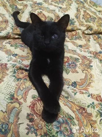 Котик Космос в добрые ручки