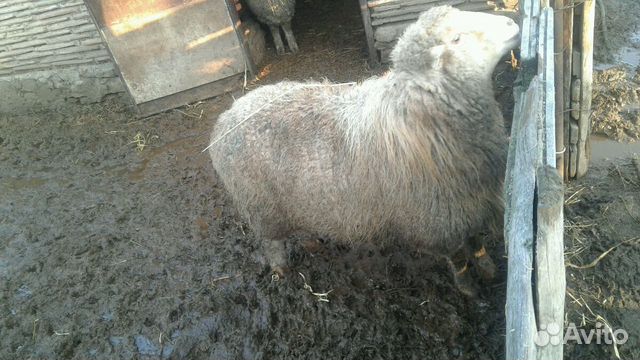 Бараны и телочки