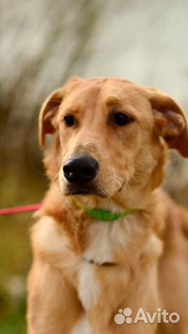 Собака в дар в добрые руки метиска гончей