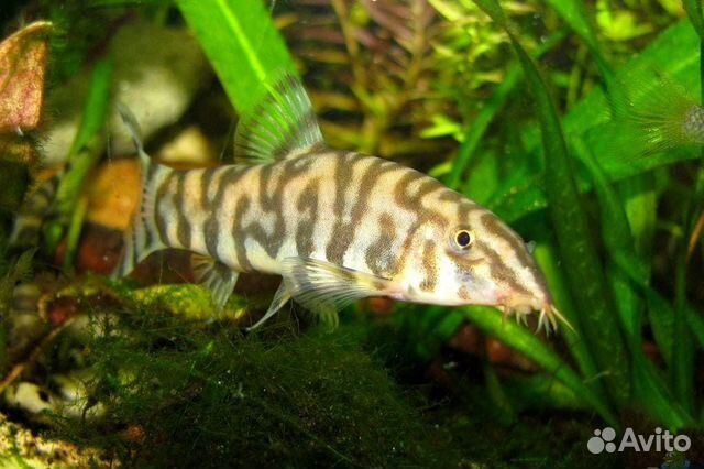 Боция мраморная