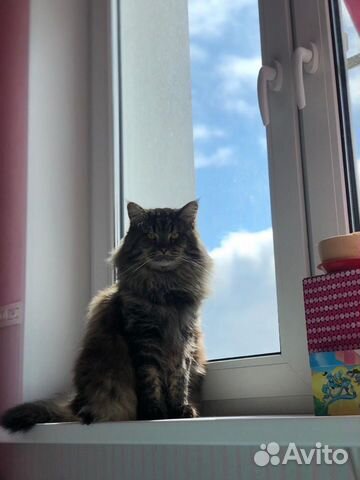 Вязка с тигром