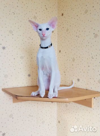 Ориентальные котята