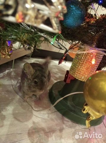 Шиншилла девочка