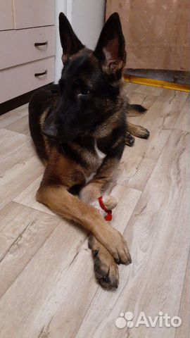 Немецкая овчарка