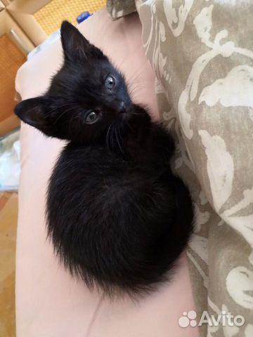 Котенок в добрые руки