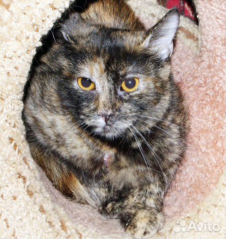 Власька - некрасивая кошка ищет дом