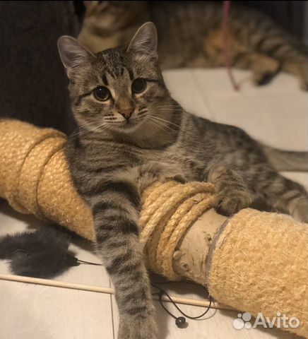 Котик подросток Матвей в добрые руки