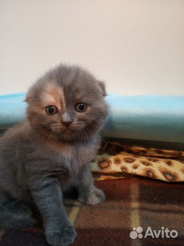 Котёнок Девочка. Шотландская.Скоттиш-Фолд. Бронь