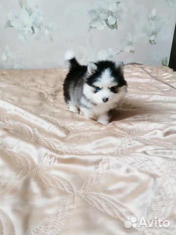 Помски