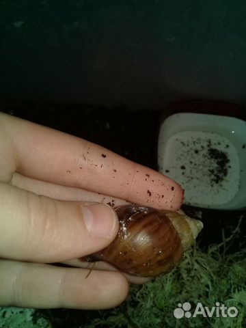 Улитка ахатина пантера