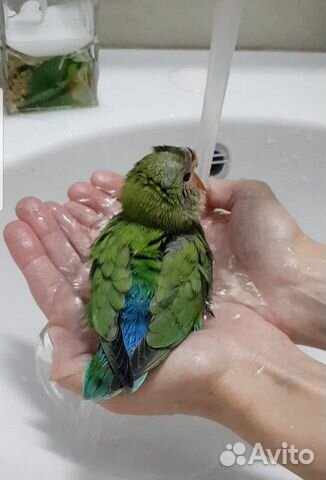 Неразлучник говорящая девочка ручная Пуся