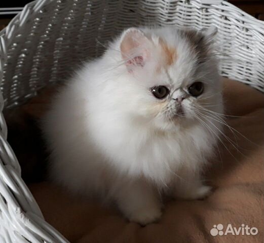 Персидская Цветана