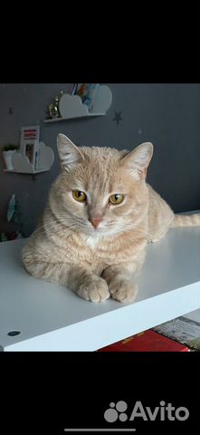 Спокойный и интеллигентный кот, 2 года