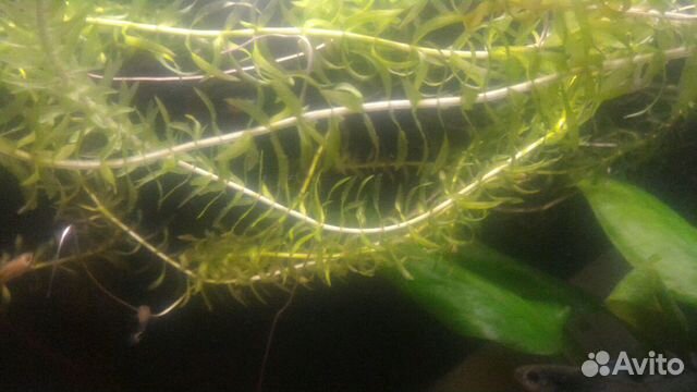 Отдам бесплатно элодею